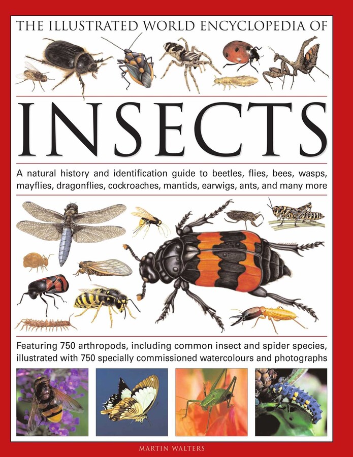 The Illustrated World Encyclopedia of Insects | Book by Martin Walters ...