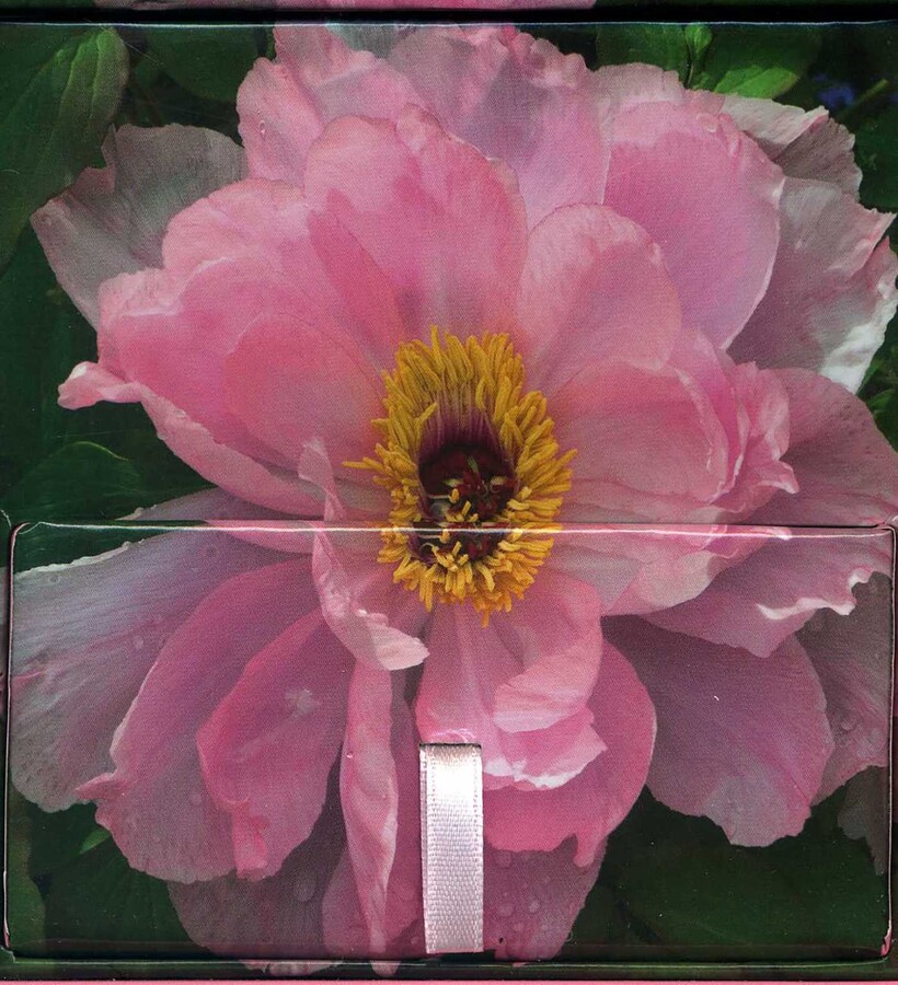 Peony - Book Summary & Video | Official Publisher Page | Simon & Schuster