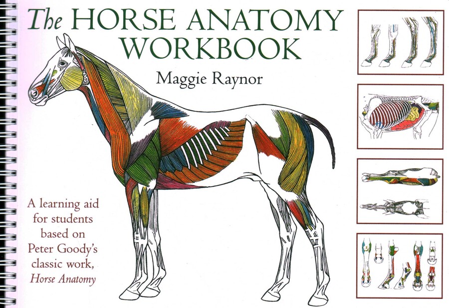 Horse Anatomy Workbook | Book by Maggie Raynor | Official Publisher ...