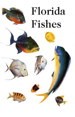Saltwater Florida Fishes eBook by Rube Allyn, Charlie Allyn | Official ...