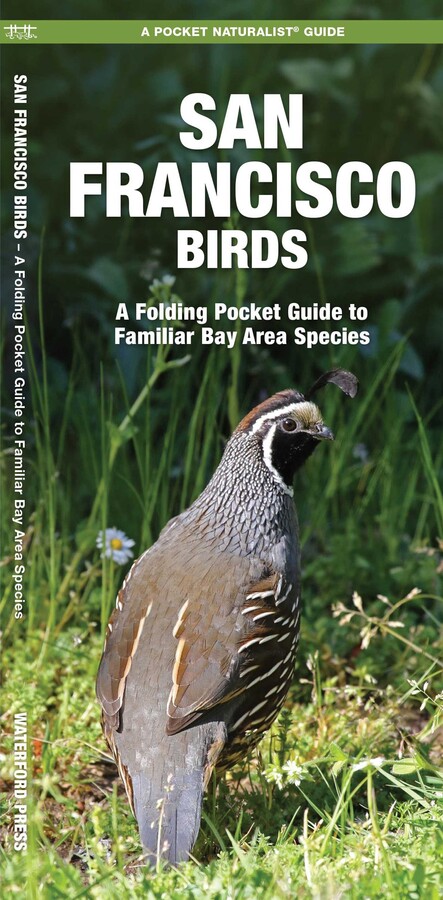 San Francisco Birds - Book Summary & Video | Official Publisher Page ...