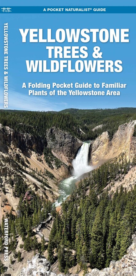 Yellowstone Trees & Wildflowers - Book Summary & Video | Official ...