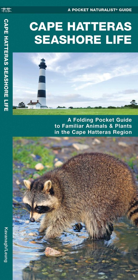 Cape Hatteras Seashore Life - Book Summary & Video | Official Publisher ...