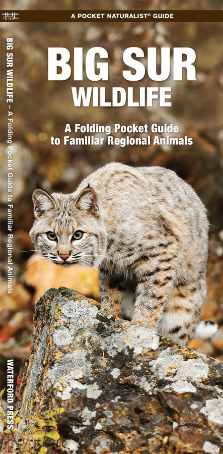 Big Sur Wildlife - Book Summary & Video | Official Publisher Page ...