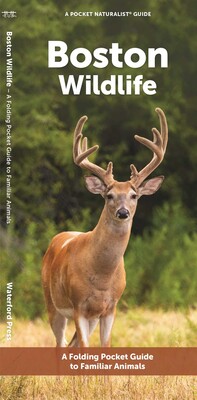 Boston Wildlife - Book Summary & Video | Official Publisher Page ...
