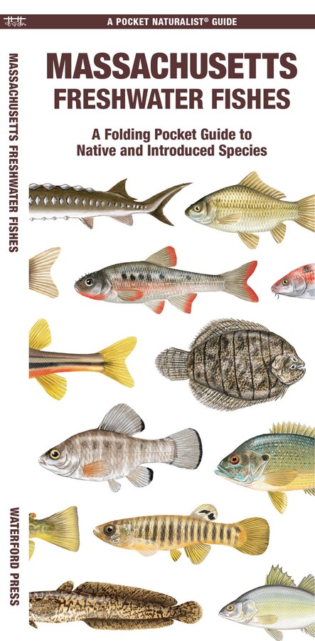 Massachusetts Freshwater Fishes - Book Summary & Video | Official ...