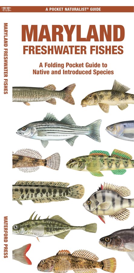 Maryland Freshwater Fishes - Book Summary & Video | Official Publisher ...