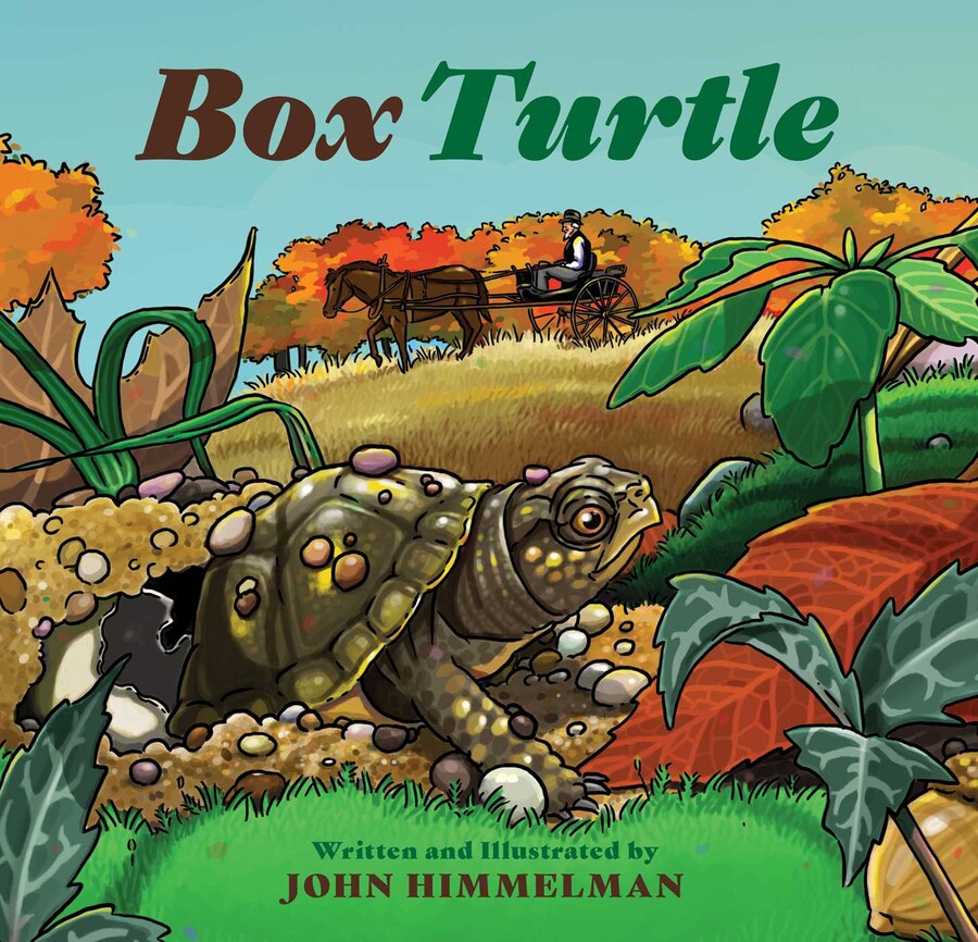 Box Turtle | Book by John Himmelman | Official Publisher Page | Simon ...