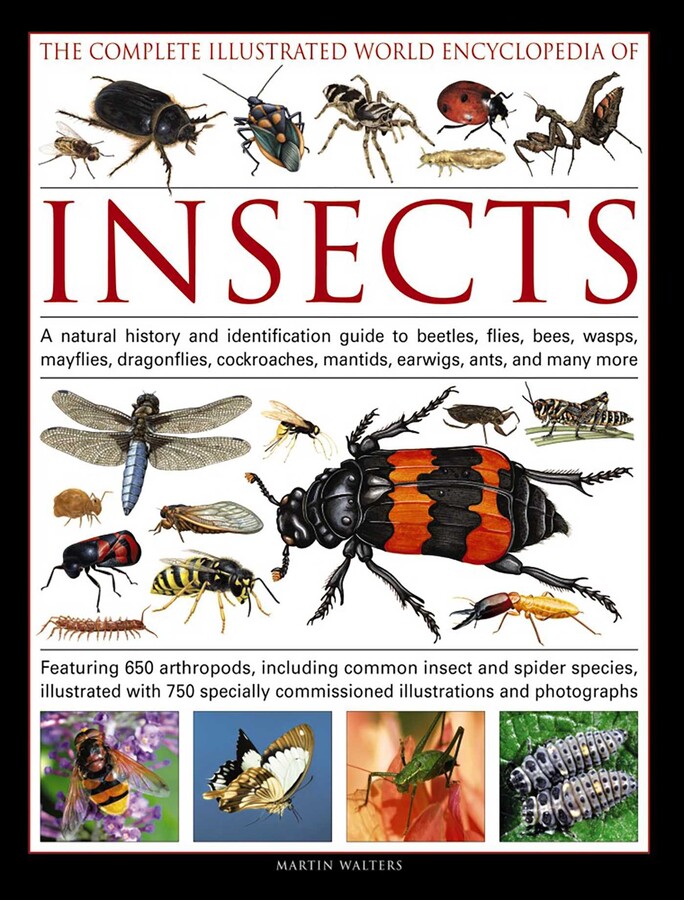 The Complete Illustrated World Encyclopedia of Insects | Book by Martin ...