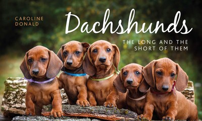 Dachshunds | Book by Caroline Donald | Official Publisher Page | Simon & Schuster AU