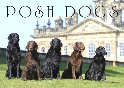 Posh Dogs | Book by Life Country | Official Publisher Page | Simon ...