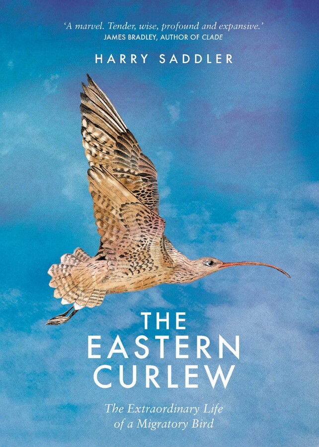Eastern Curlew eBook by Harry Sadler | Official Publisher Page | Simon ...
