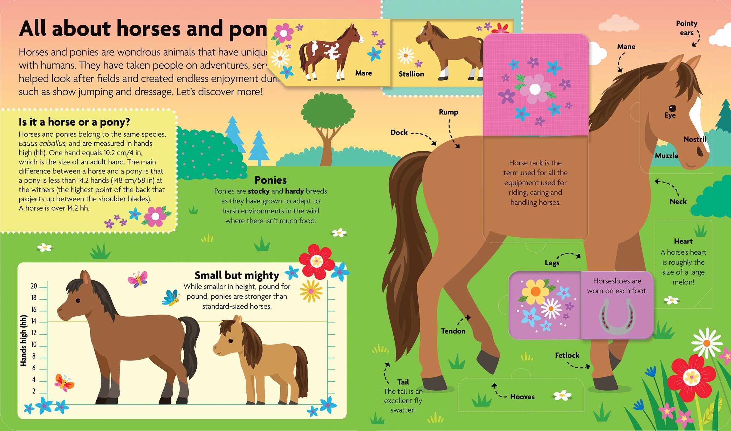 All About Horses & Ponies: Lift-the-Flap Book | Book by Sarah Ward ...