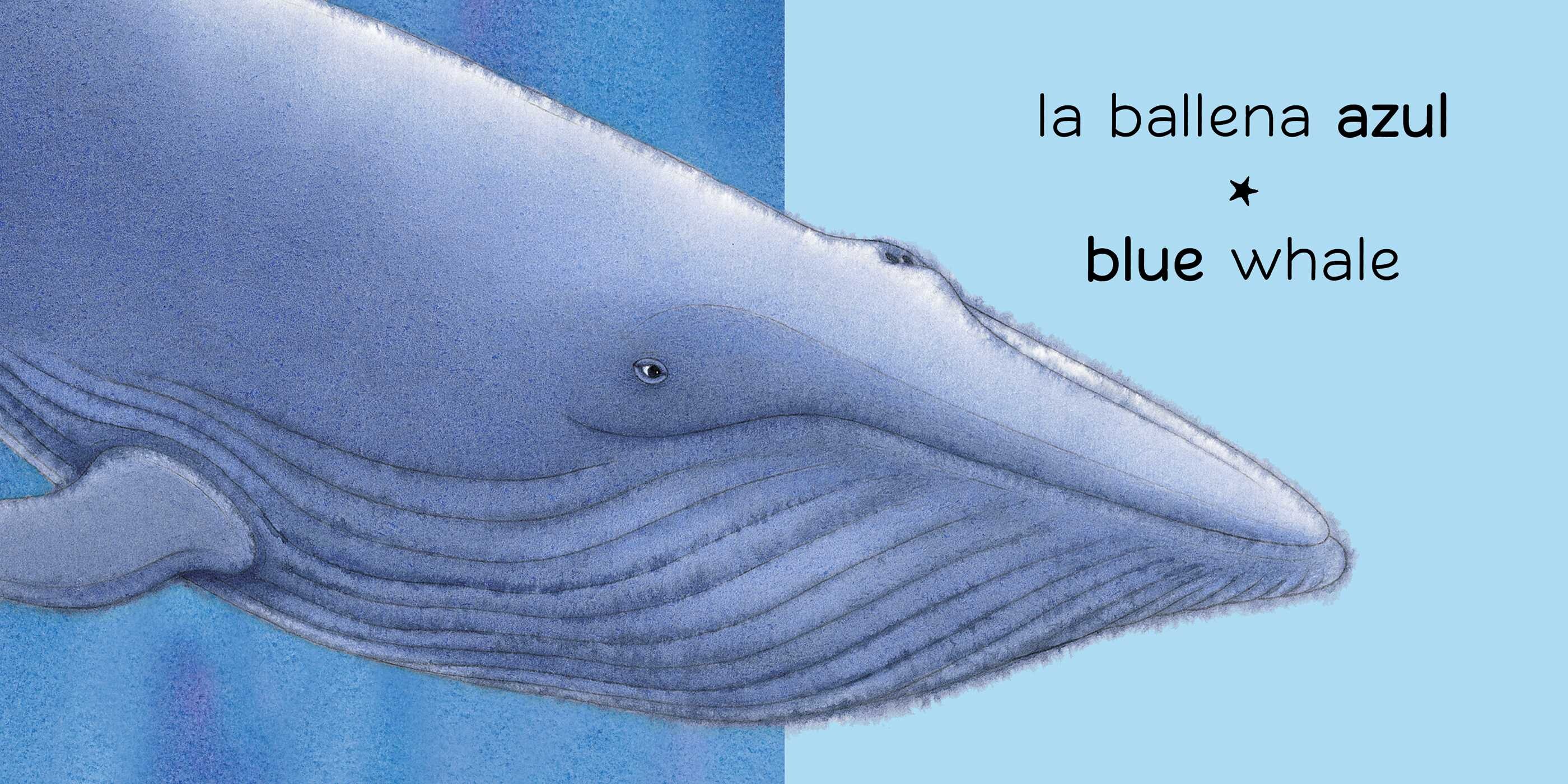 El Pez Arcoíris: Colores / The Rainbow Fish: Colors | Book by Marcus ...