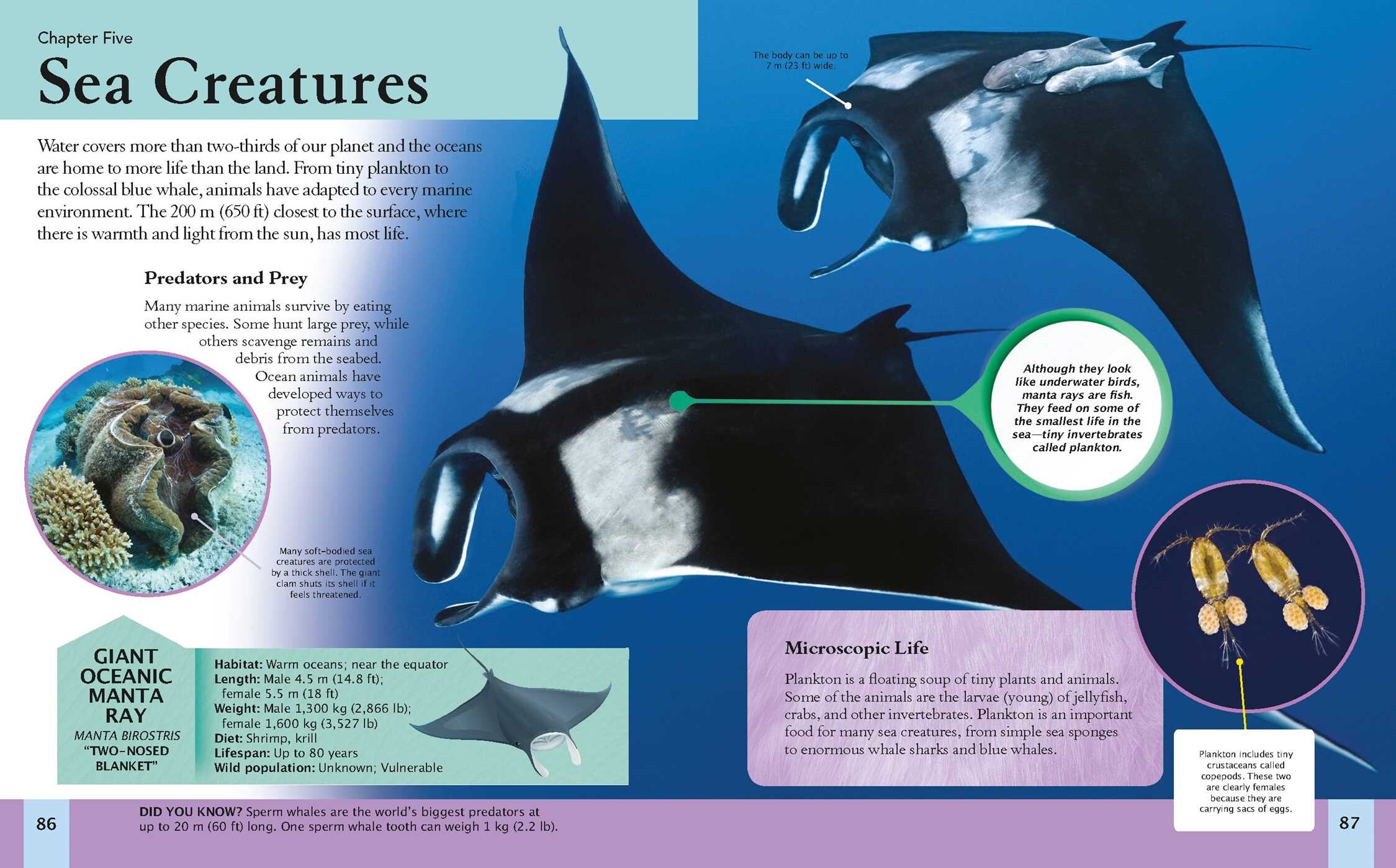The Amazing Book of Animals | Book by Michael Leach, Meriel Lland ...