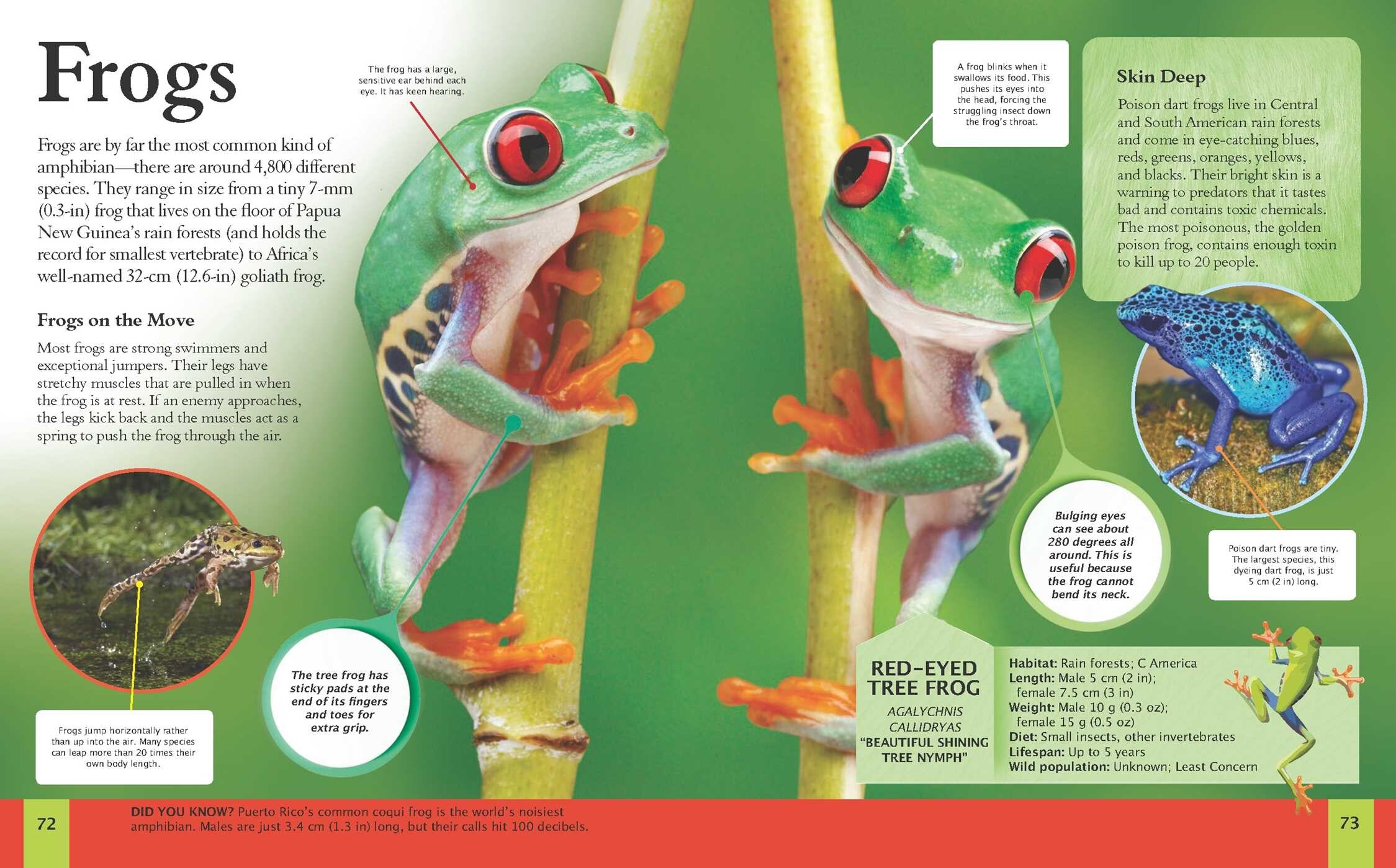 The Amazing Book of Animals | Book by Michael Leach, Meriel Lland ...