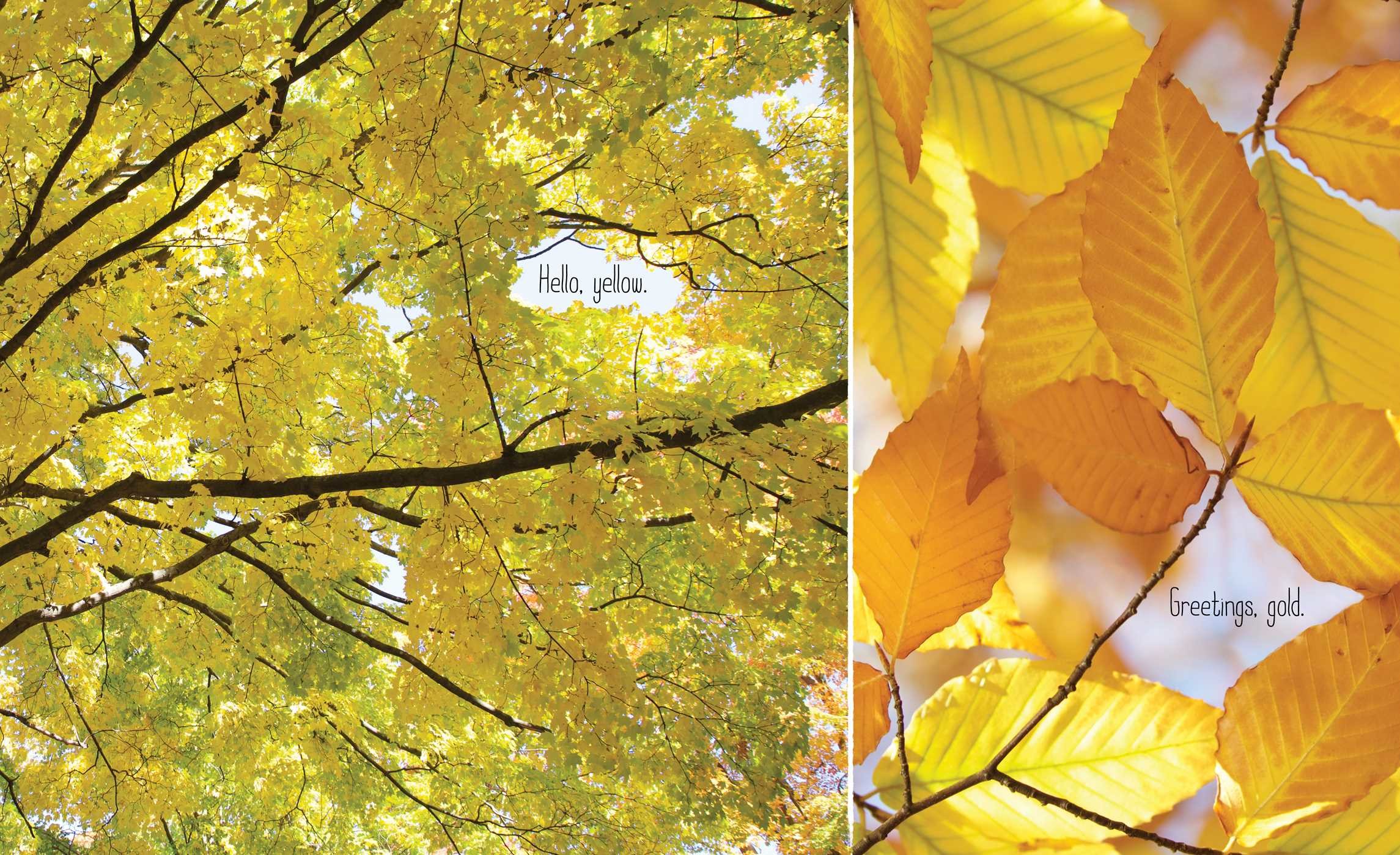 Full of Fall | Book by April Pulley Sayre | Official Publisher Page ...
