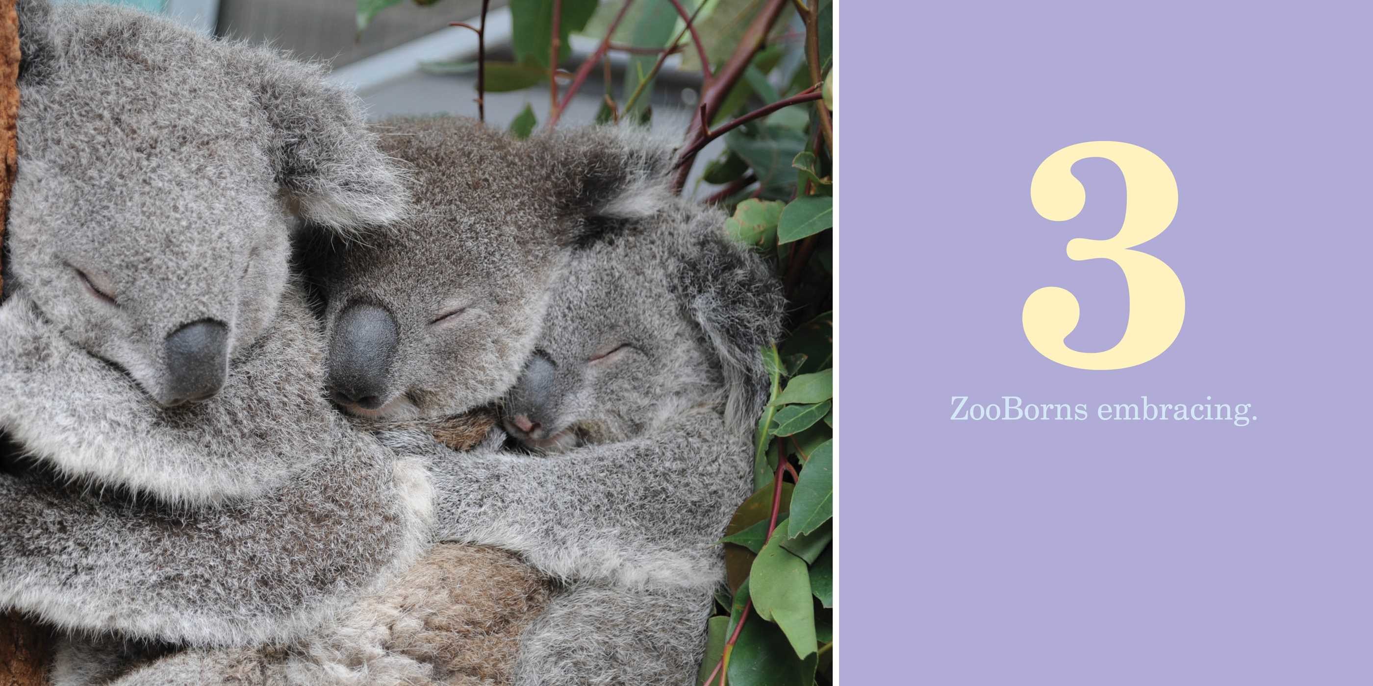 1-2-3 ZooBorns! | Book by Andrew Bleiman, Chris Eastland | Official Publisher Page | Simon ...