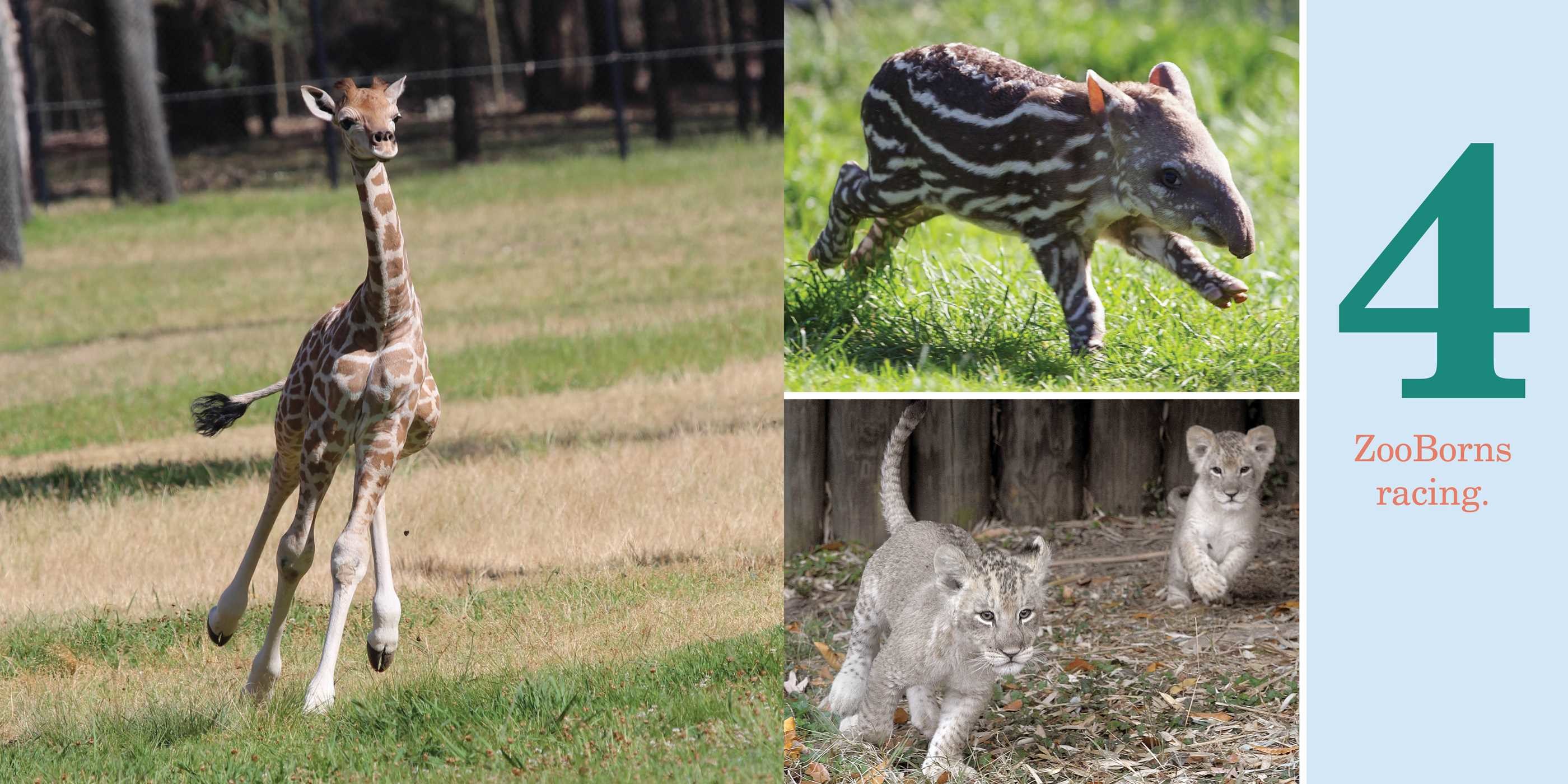 1-2-3 ZooBorns! | Book by Andrew Bleiman, Chris Eastland | Official Publisher Page | Simon ...