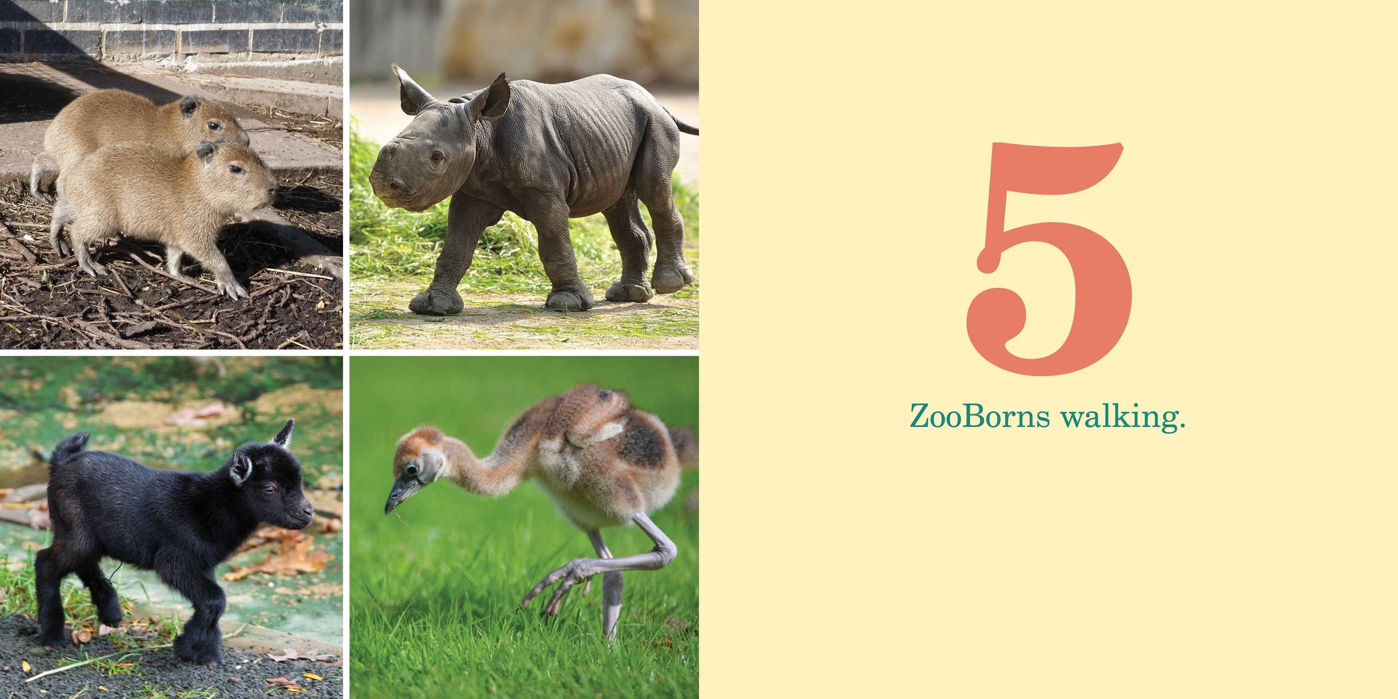1-2-3 ZooBorns! | Book by Andrew Bleiman, Chris Eastland | Official ...