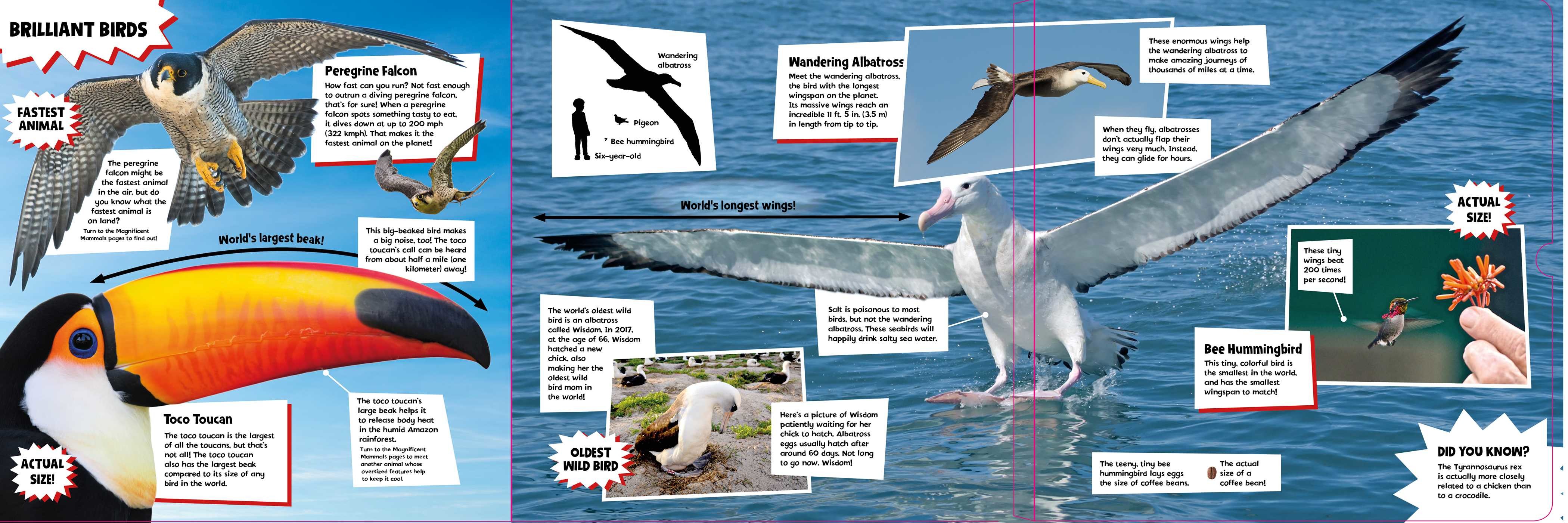 My Book of Amazing Animals | Book by IglooBooks | Official Publisher ...
