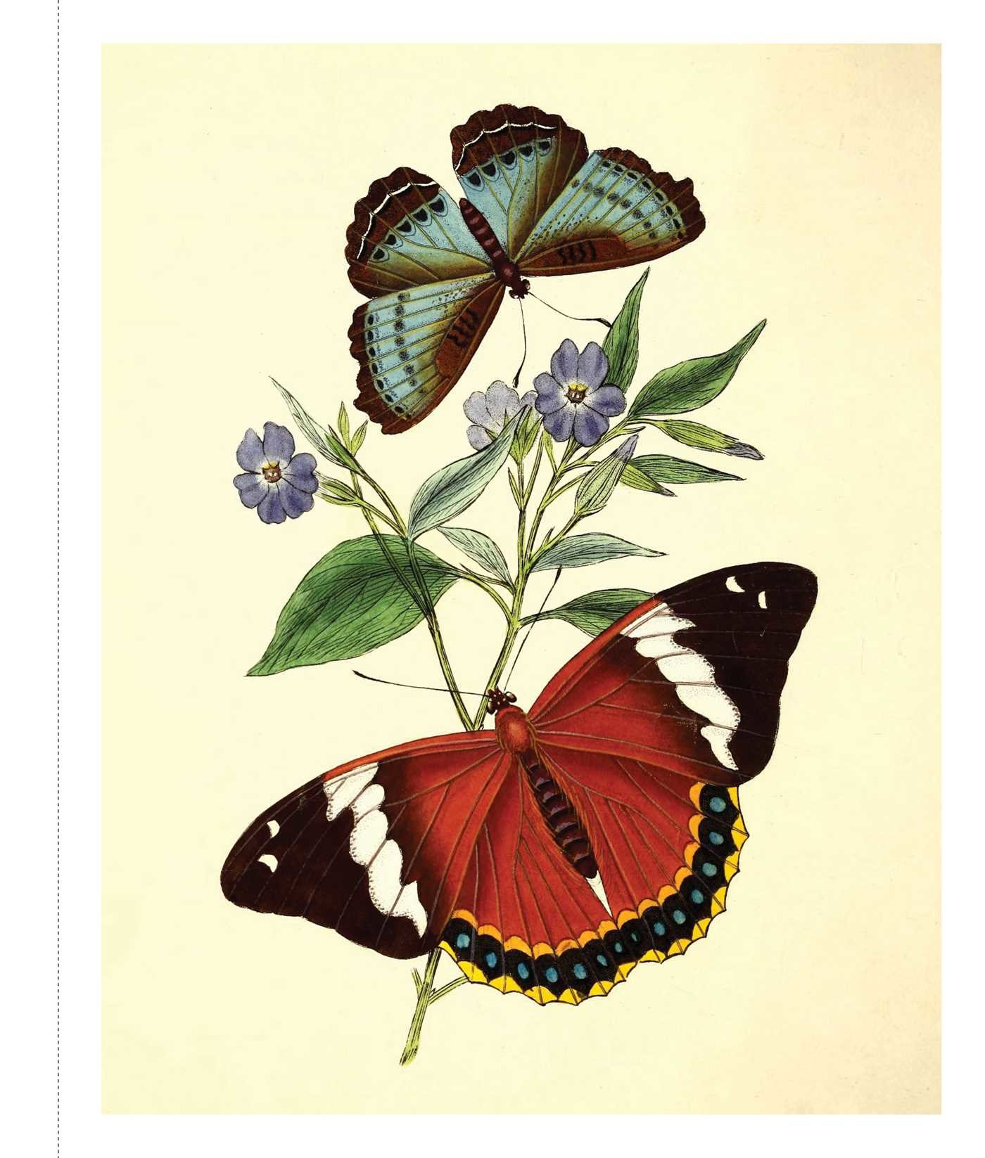 Instant Wall Art Butterfly Botanical Prints Book By Adams Media 