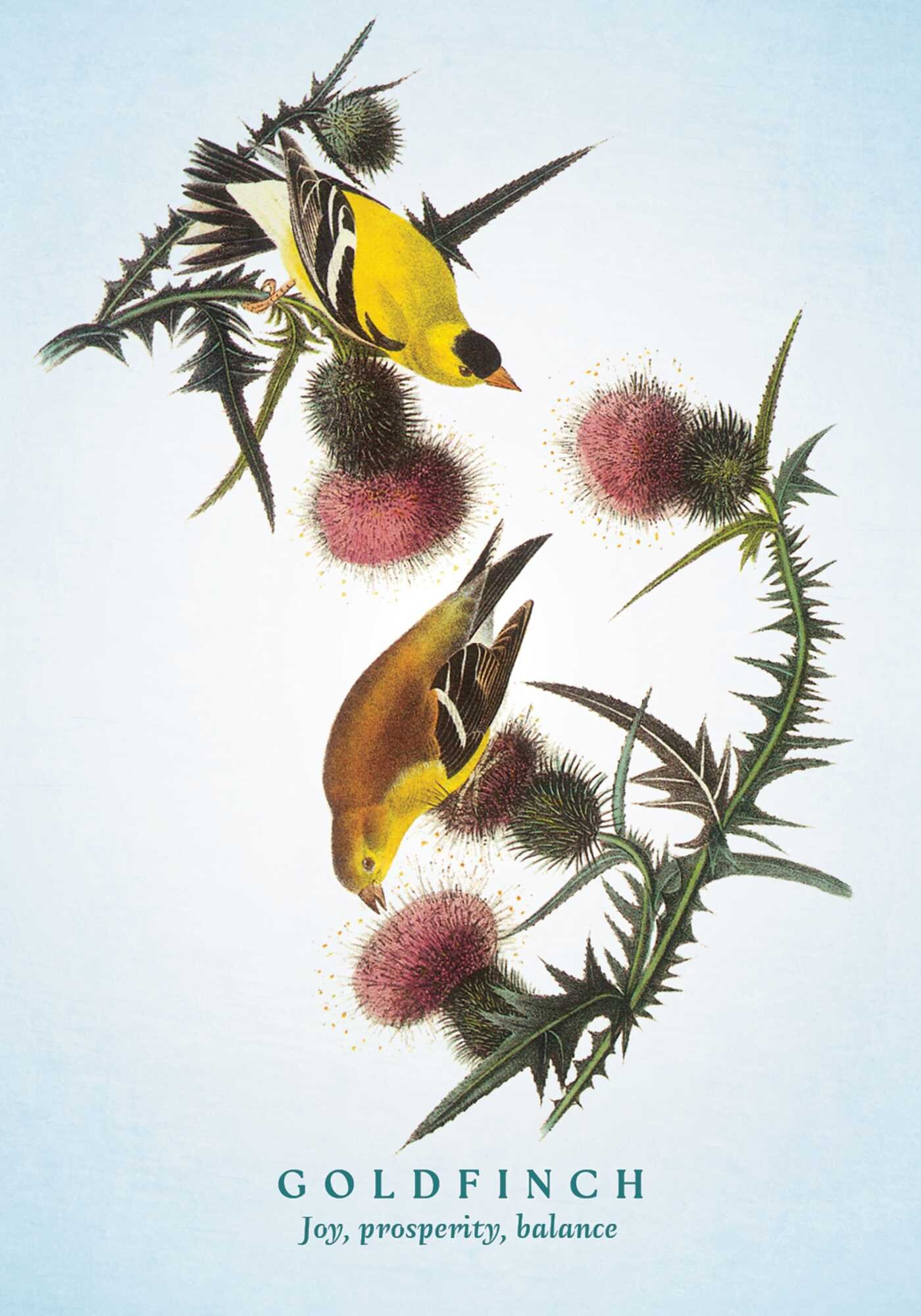 The Spiritual Meaning of Birds Oracle Deck - Book Summary & Video ...