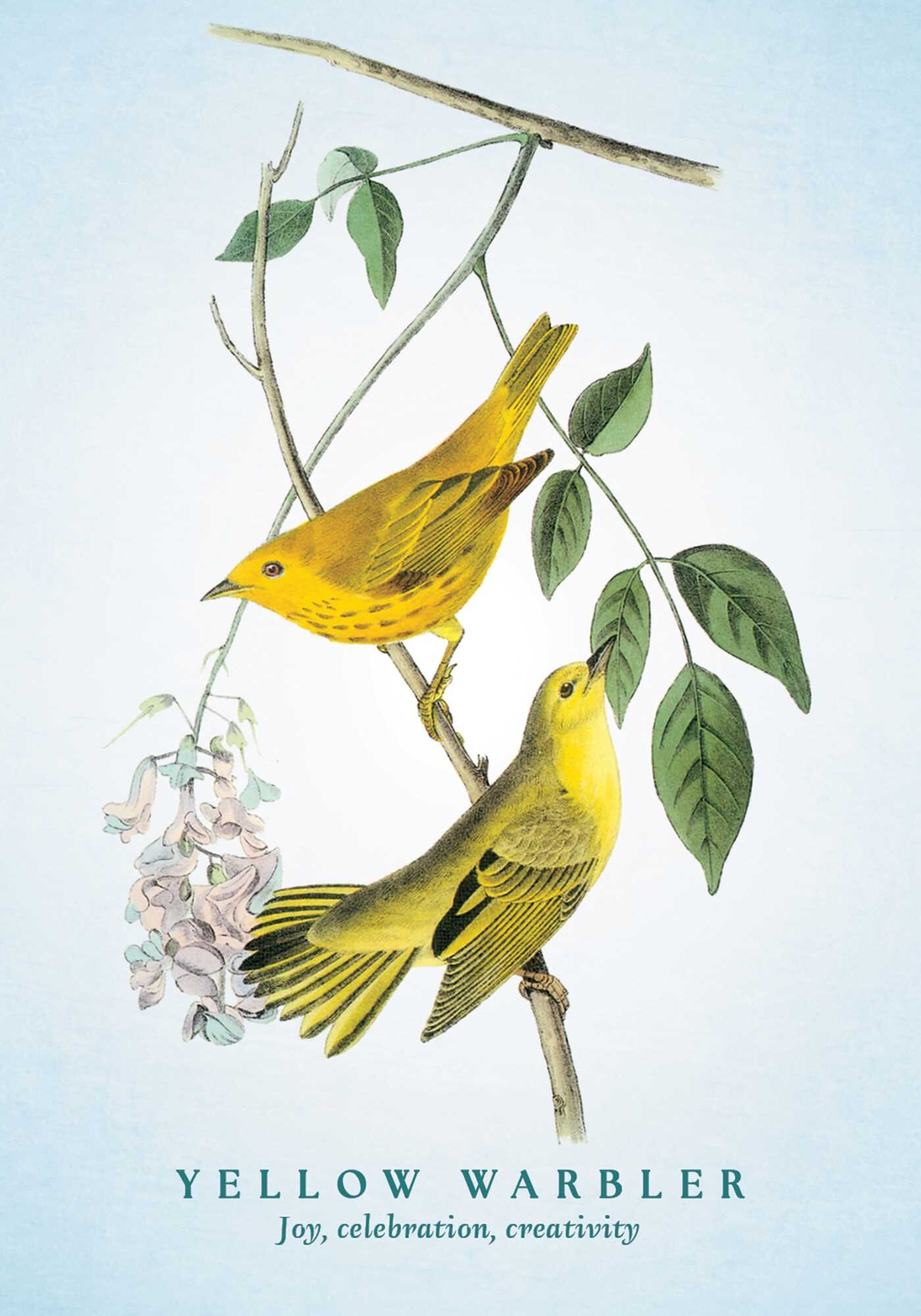 The Spiritual Meaning of Birds Oracle Deck - Book Summary & Video ...