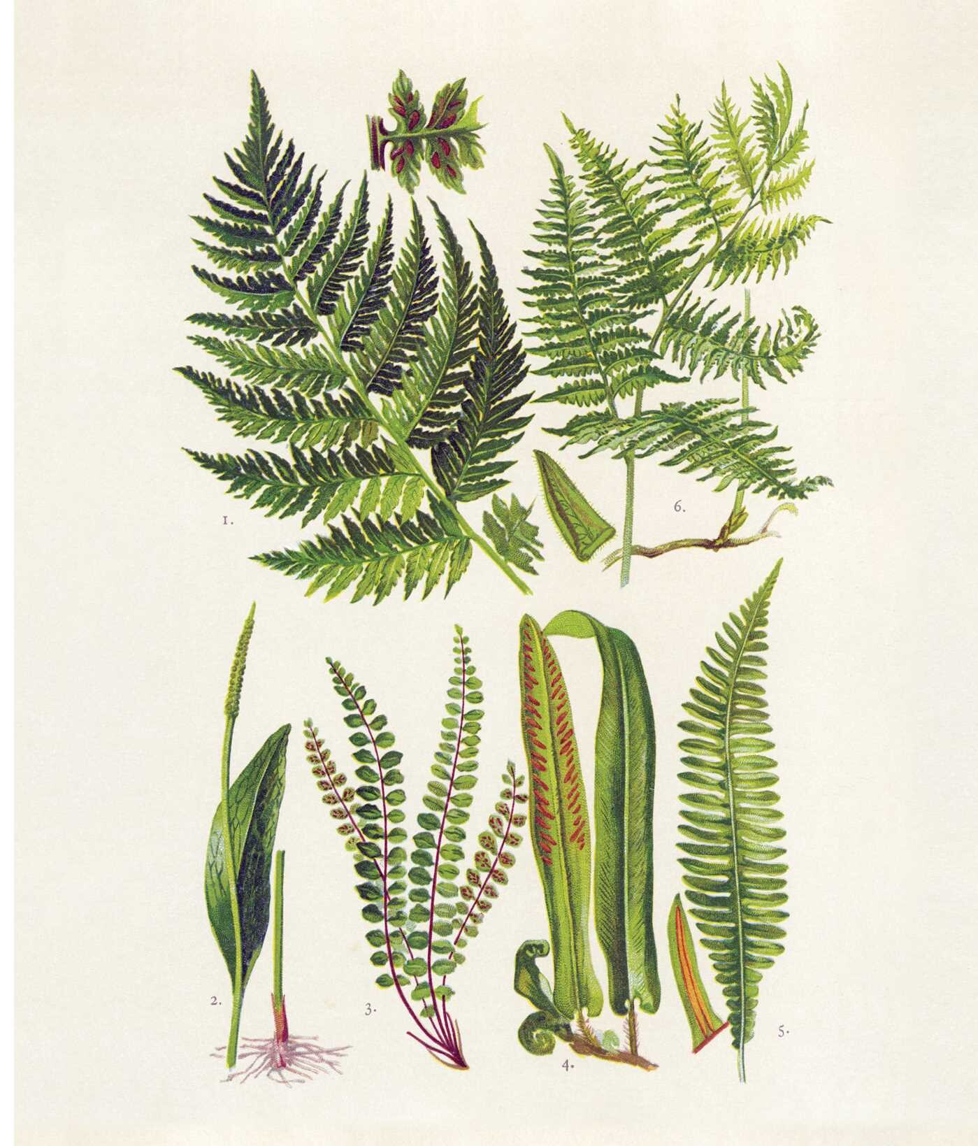 Instant Wall Art: Beautiful Botanical Prints | Book by Adams Media ...