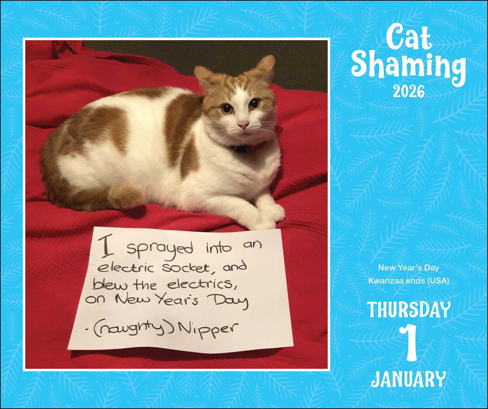 Cat Shaming 2026 Day-to-Day Calendar - Book Summary & Video | Official ...