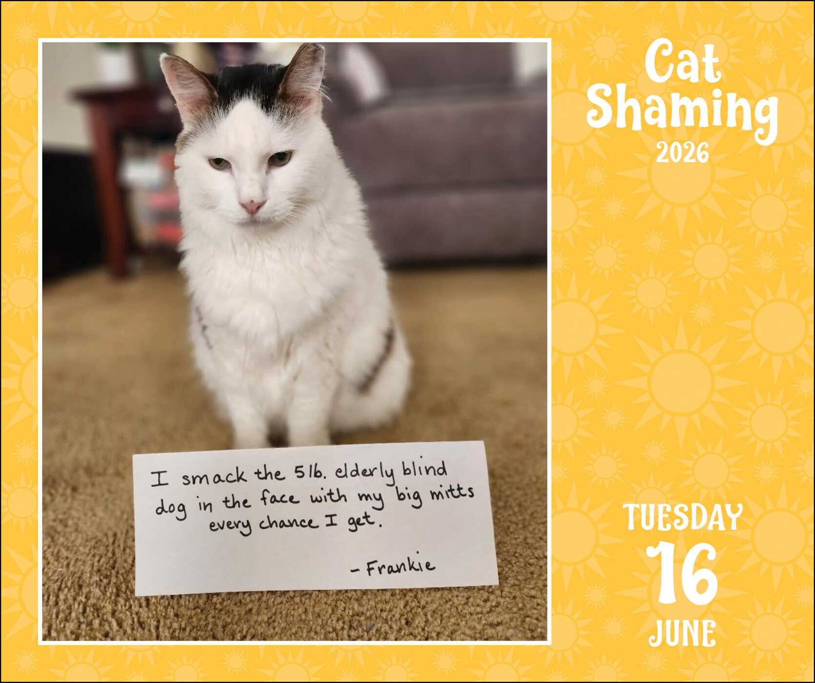 Cat Shaming 2026 Day-to-Day Calendar - Book Summary & Video | Official ...