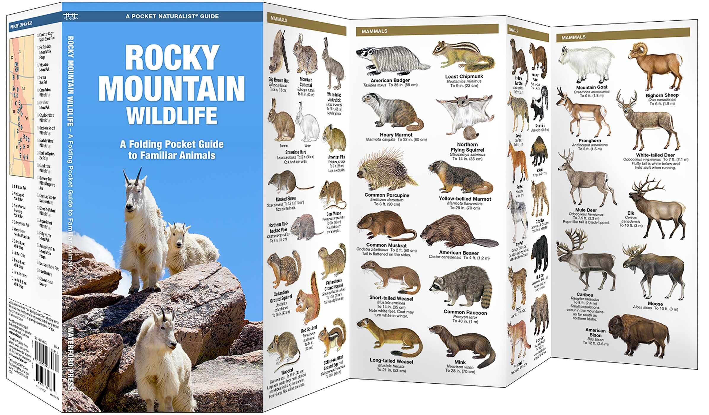 Rocky Mountain Wildlife - Book Summary & Video | Official Publisher ...