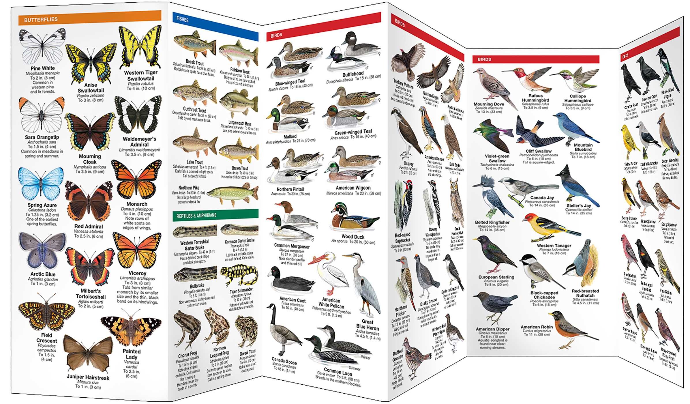 Rocky Mountain Wildlife - Book Summary & Video | Official Publisher ...