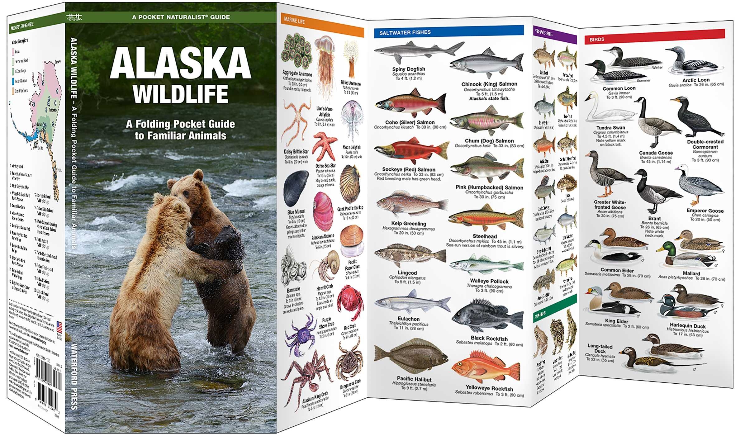 Alaska Wildlife - Book Summary & Video | Official Publisher Page ...