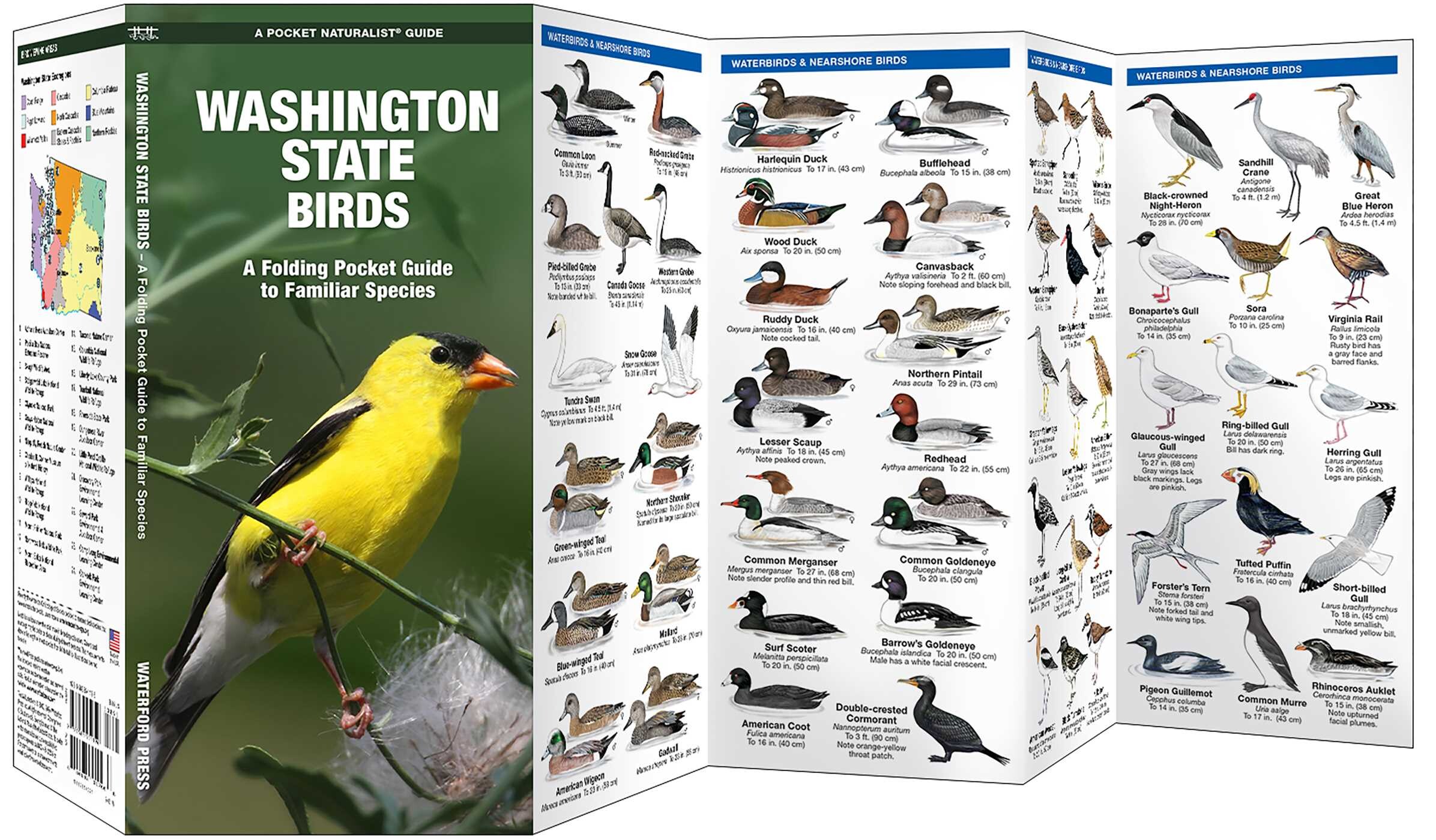 Washington State Birds - Book Summary & Video | Official Publisher Page ...