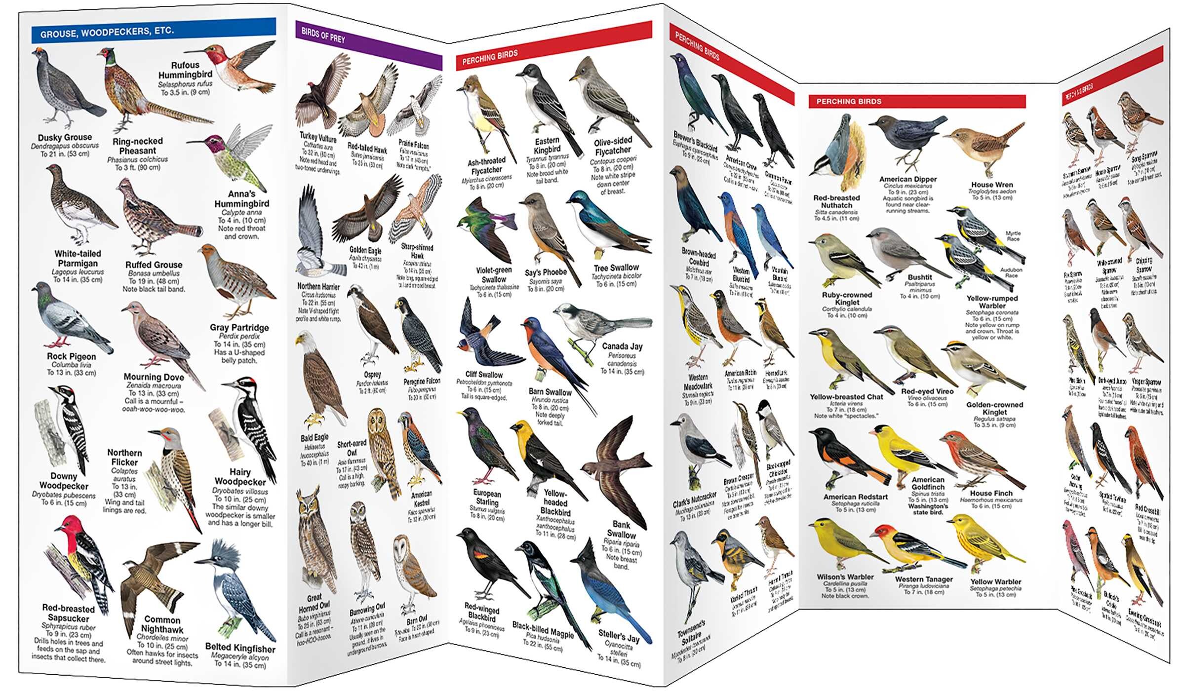 Washington State Birds - Book Summary & Video | Official Publisher Page ...