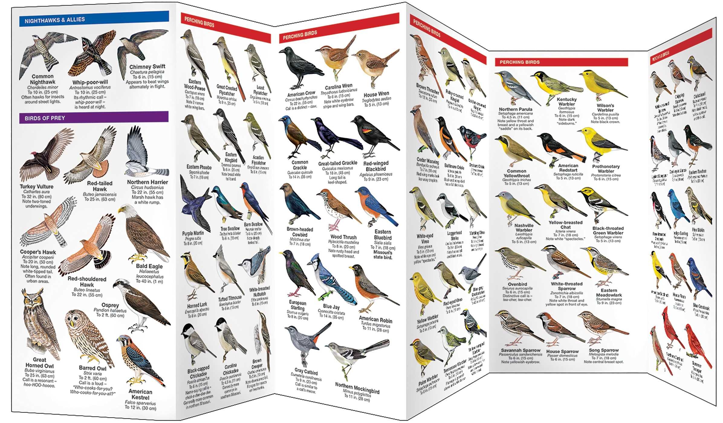 Missouri Birds - Book Summary & Video | Official Publisher Page | Simon ...