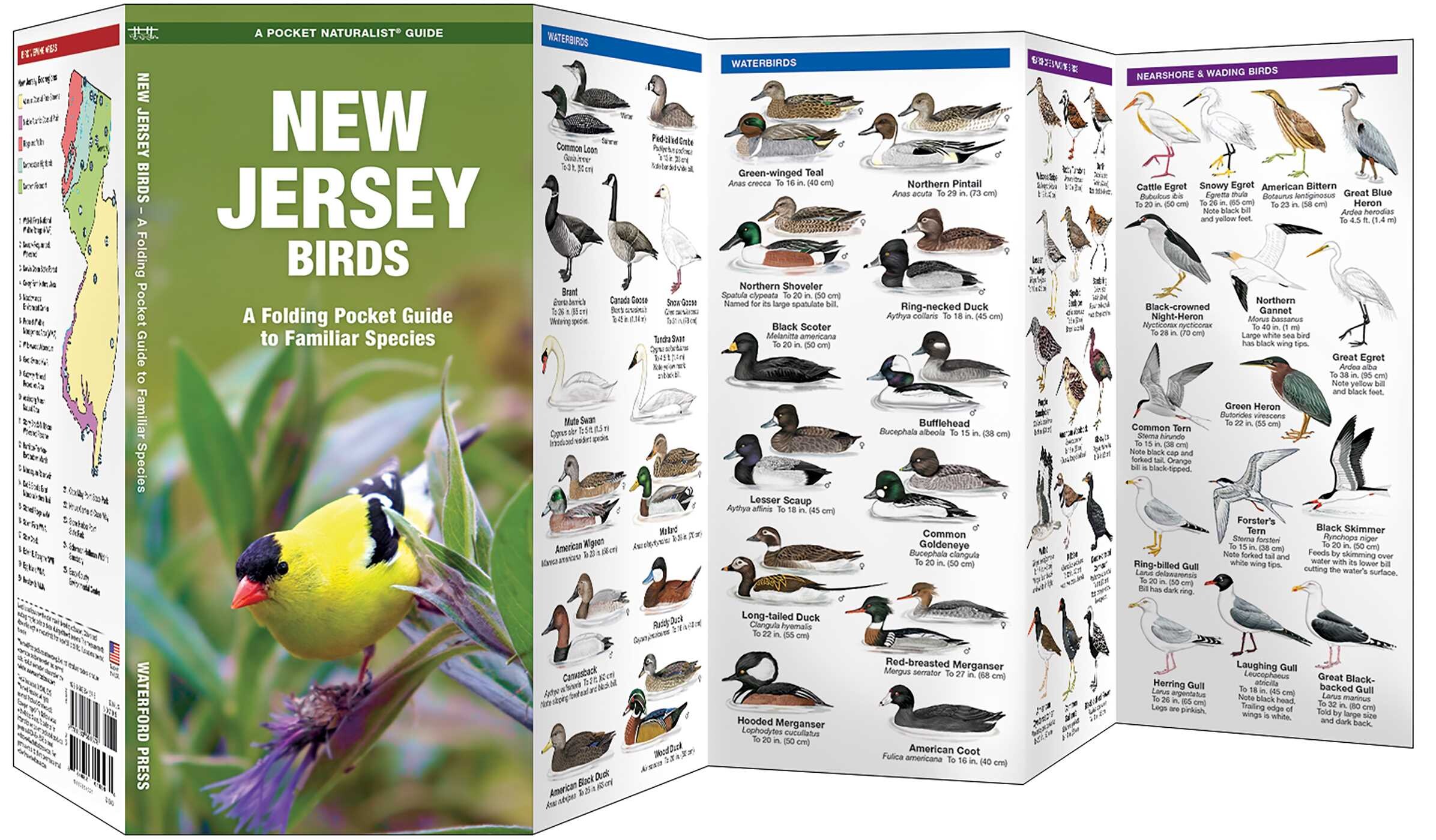 New Jersey Birds - Book Summary & Video | Official Publisher Page ...
