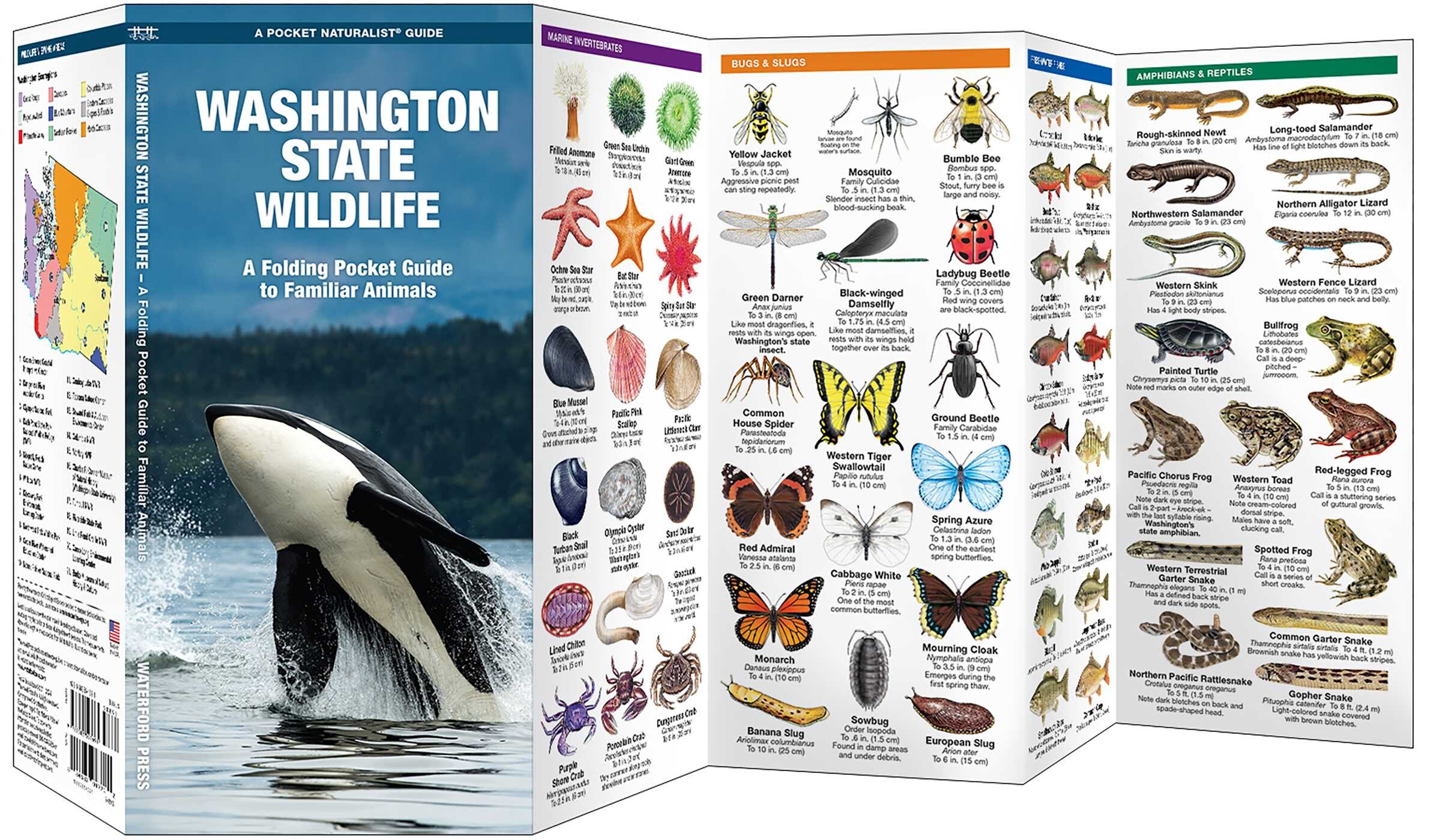 Washington State Wildlife - Book Summary & Video | Official Publisher ...