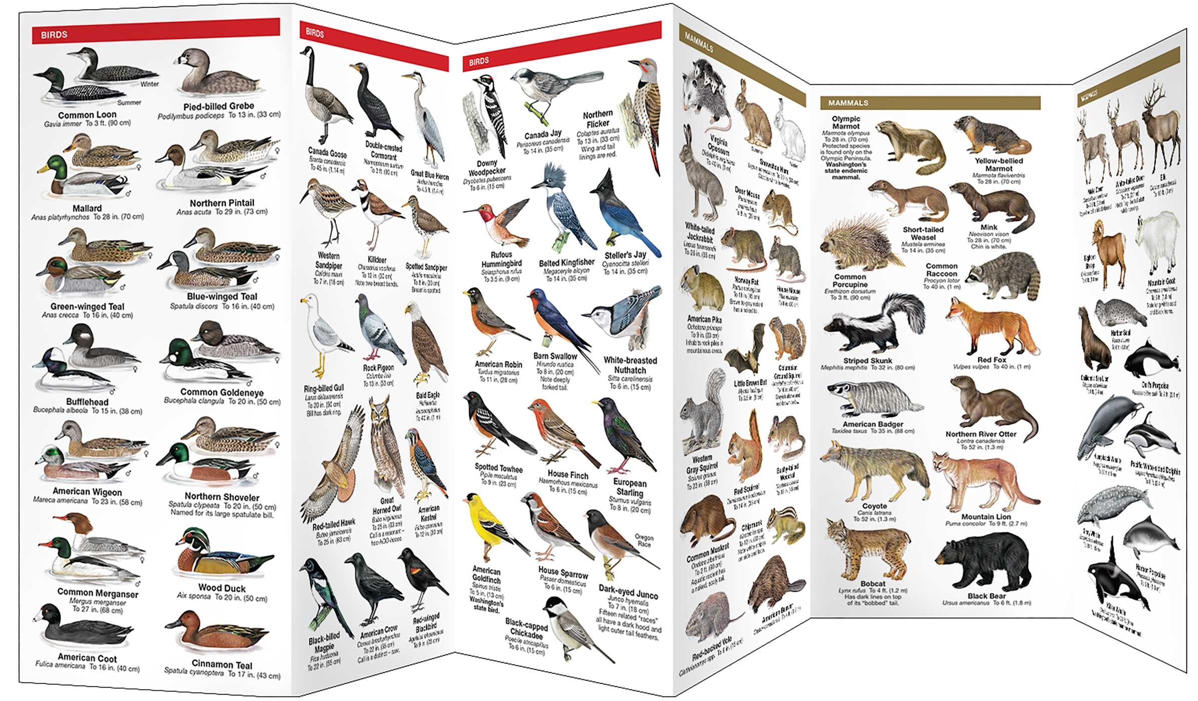 Washington State Wildlife - Book Summary & Video | Official Publisher ...