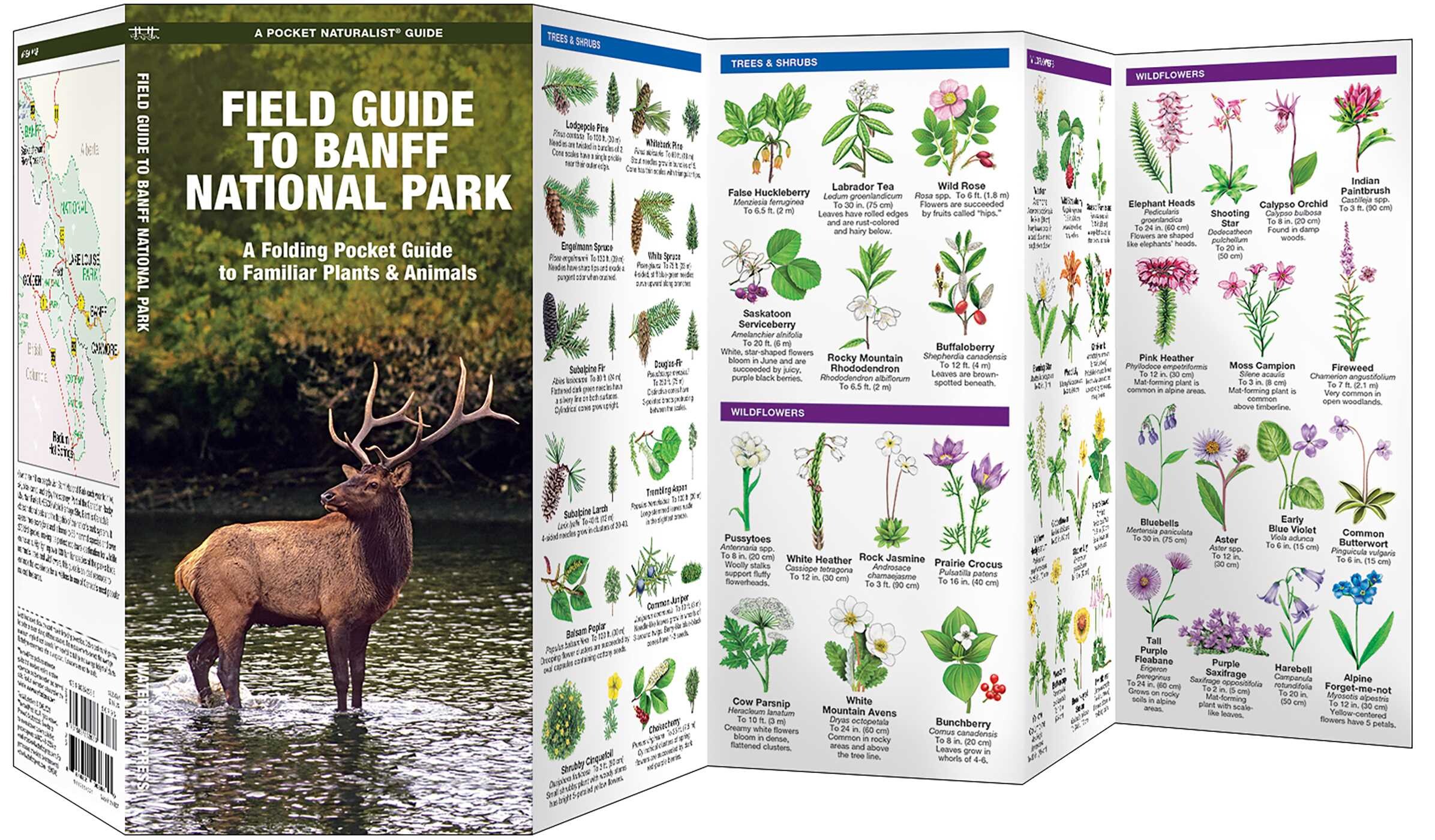 Banff National Park, Field Guide to - Book Summary & Video | Official ...