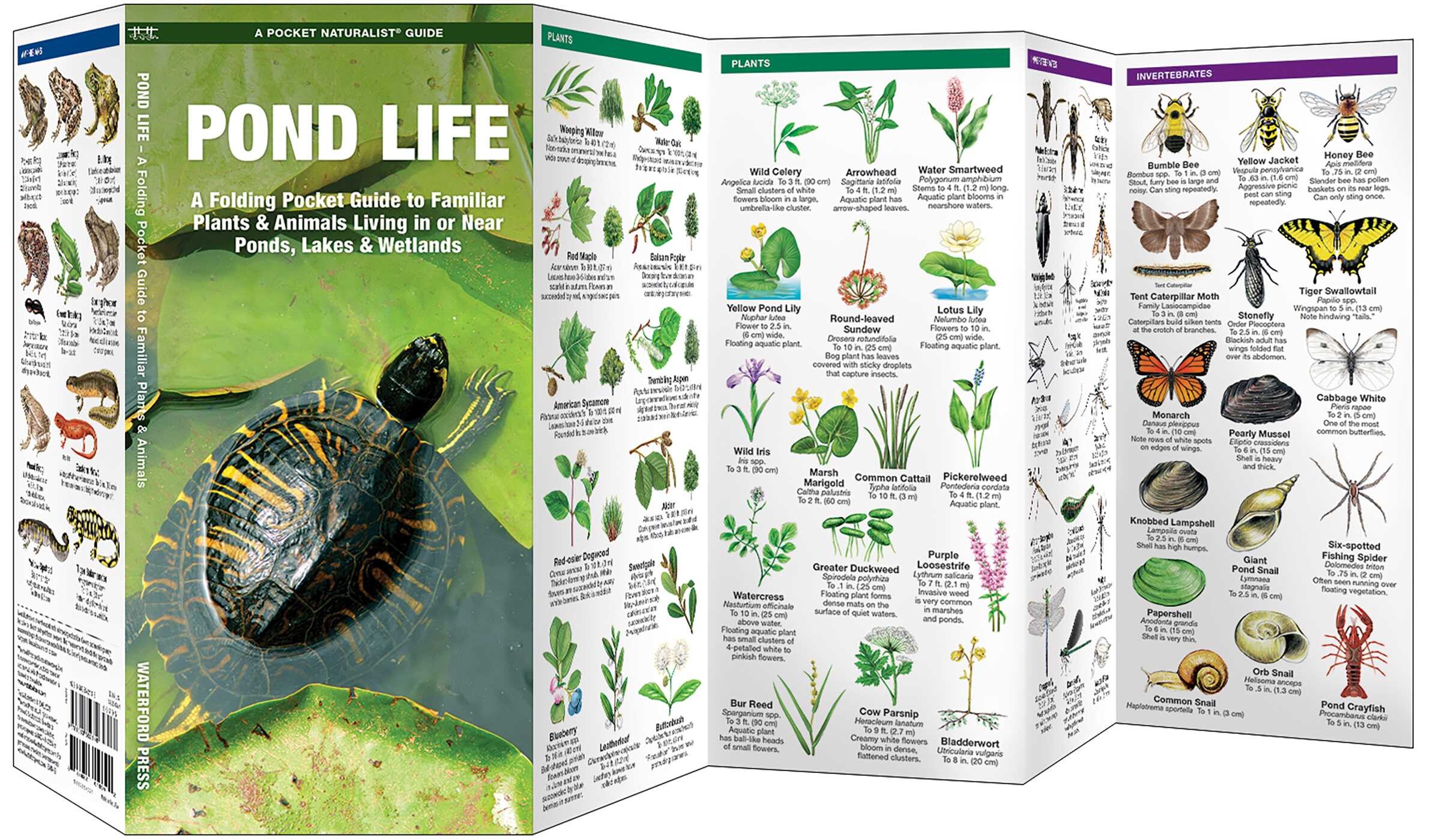 Pond Life, 2nd Ed - Book Summary & Video | Official Publisher Page ...