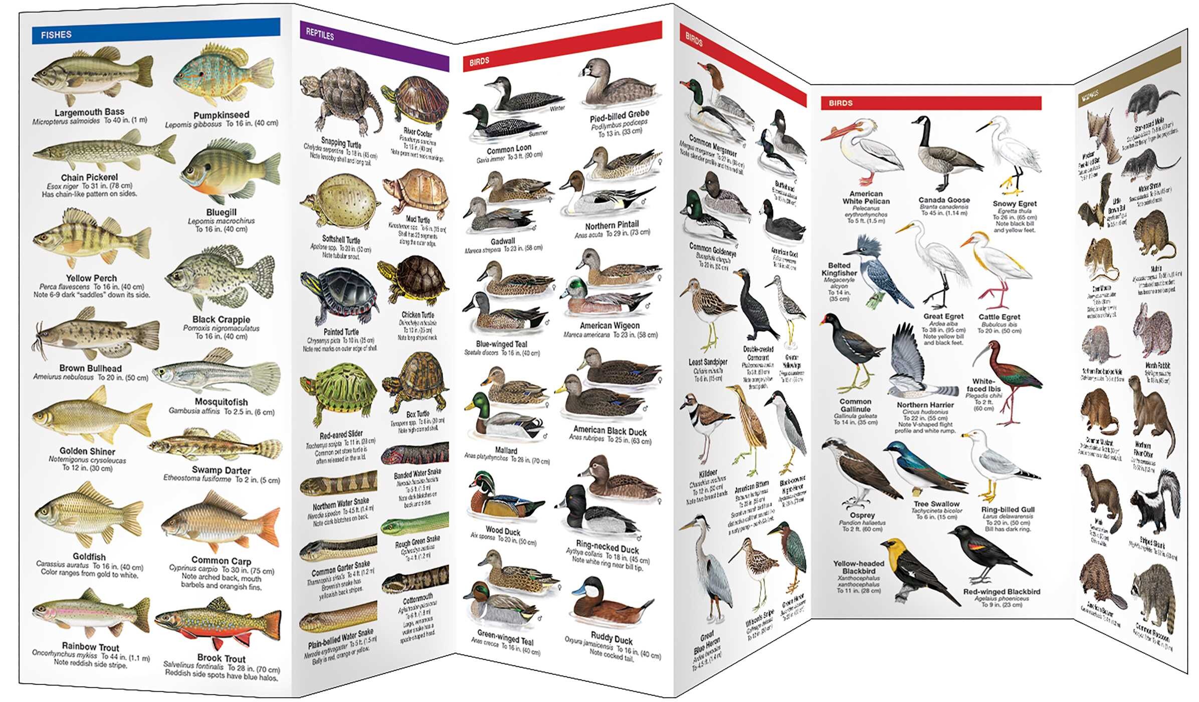 Pond Life, 2nd Ed - Book Summary & Video | Official Publisher Page ...
