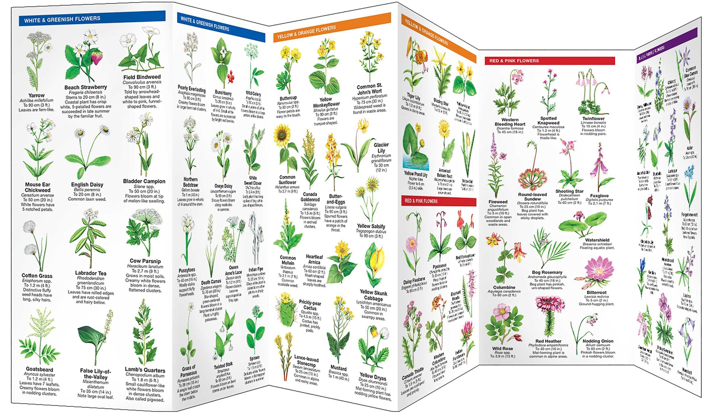 British Columbia Trees & Wildflowers, 2nd Ed - Book Summary & Video ...