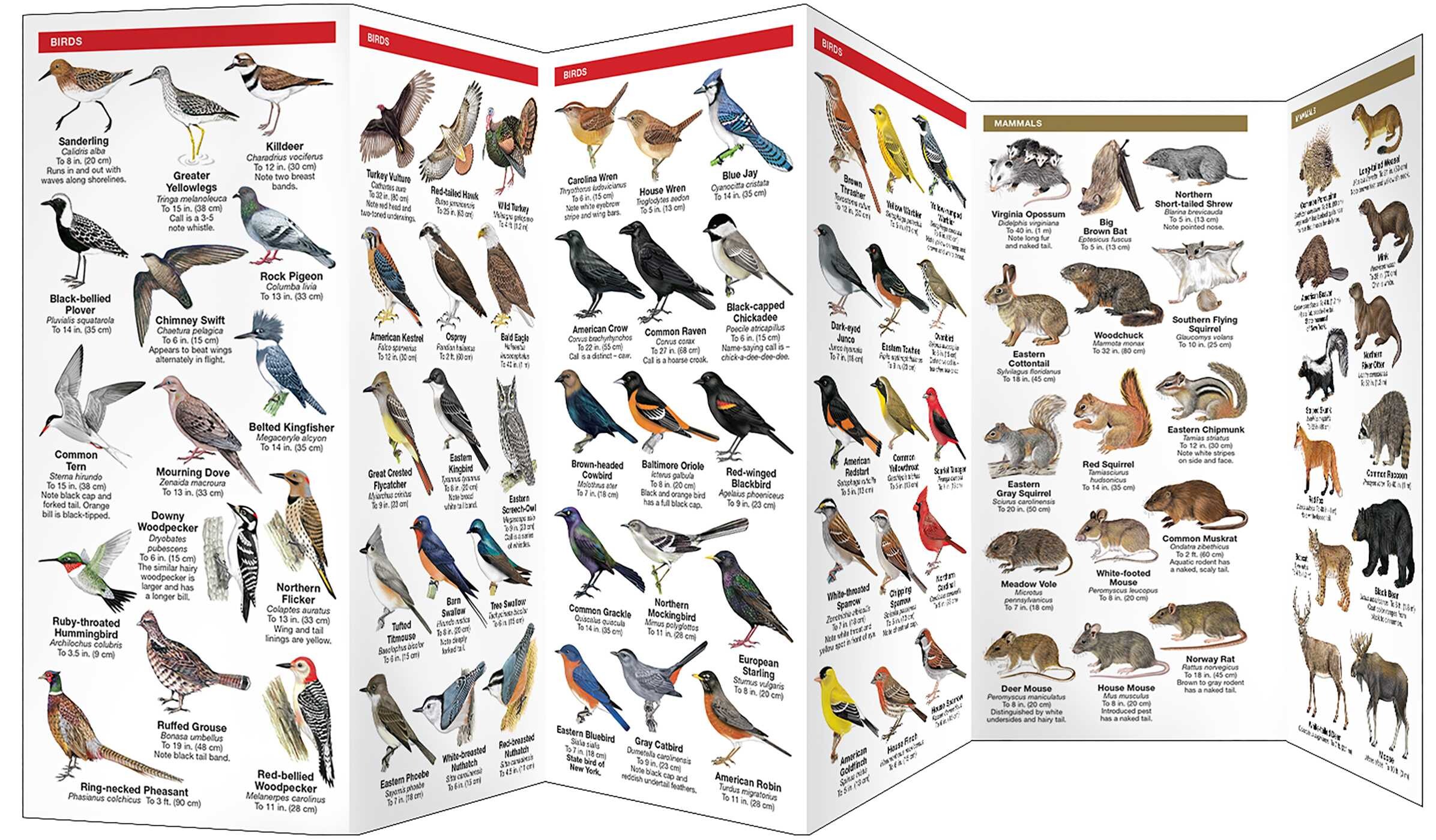 New York State Wildlife - Book Summary & Video | Official Publisher ...