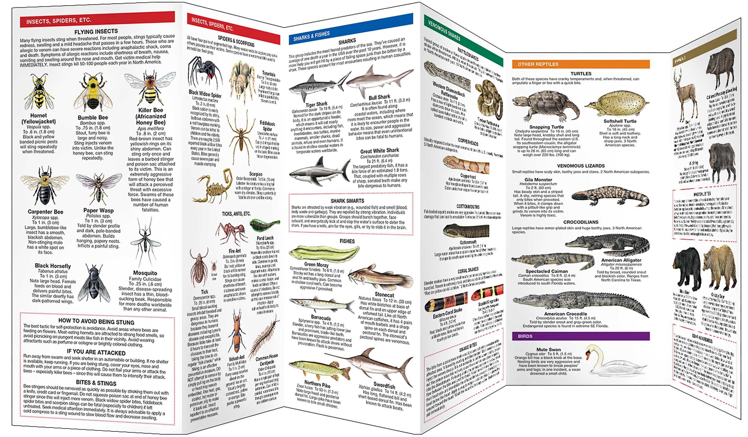Dangerous Animals & Plants - Book Summary & Video | Official Publisher ...