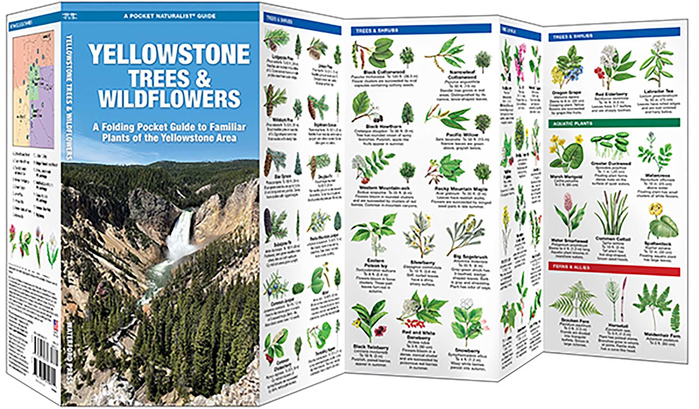 Yellowstone Trees & Wildflowers - Book Summary & Video | Official ...