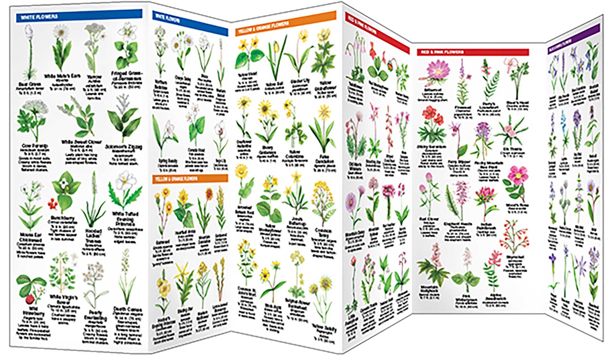 Yellowstone Trees & Wildflowers - Book Summary & Video | Official ...