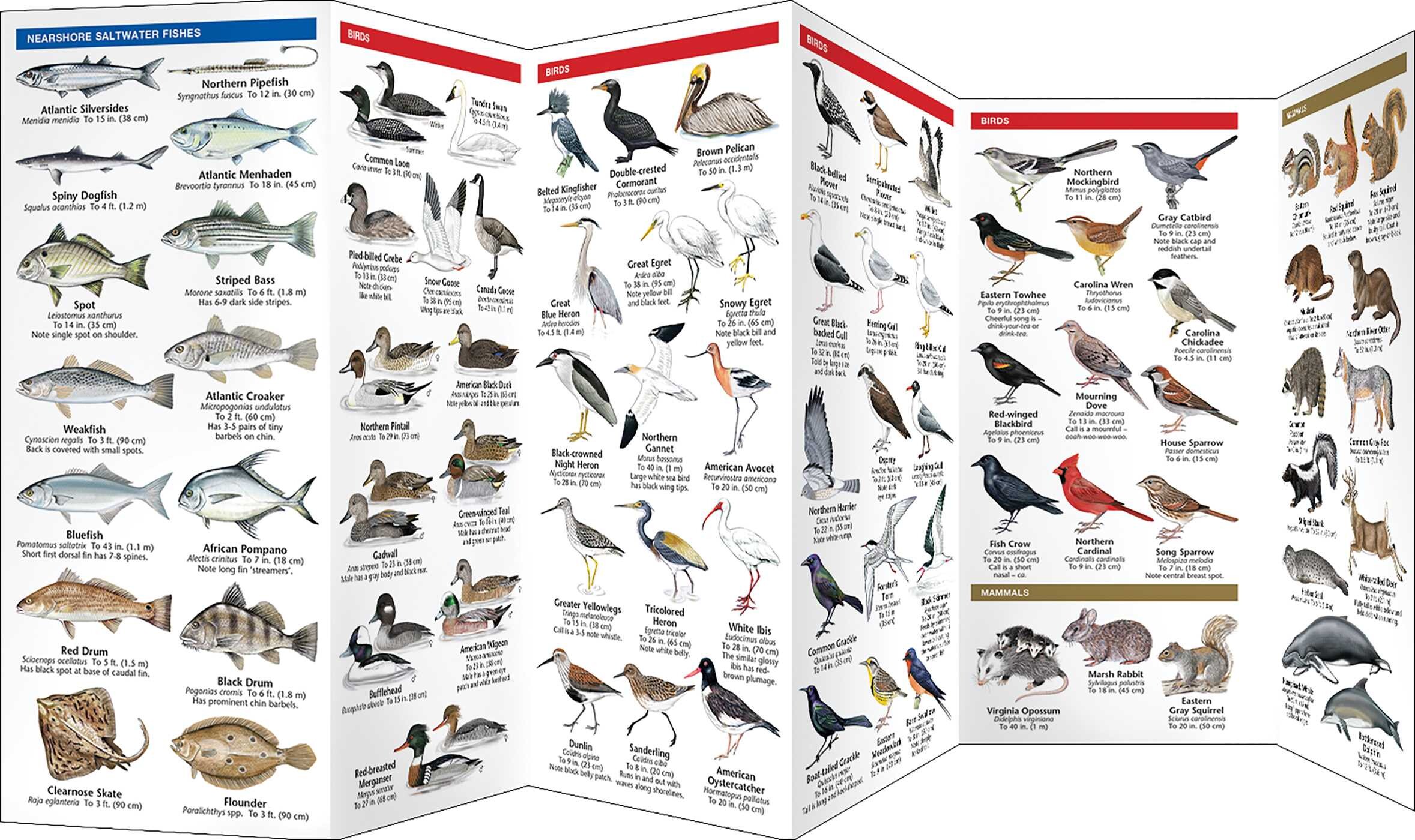 Cape Hatteras Seashore Life - Book Summary & Video | Official Publisher ...