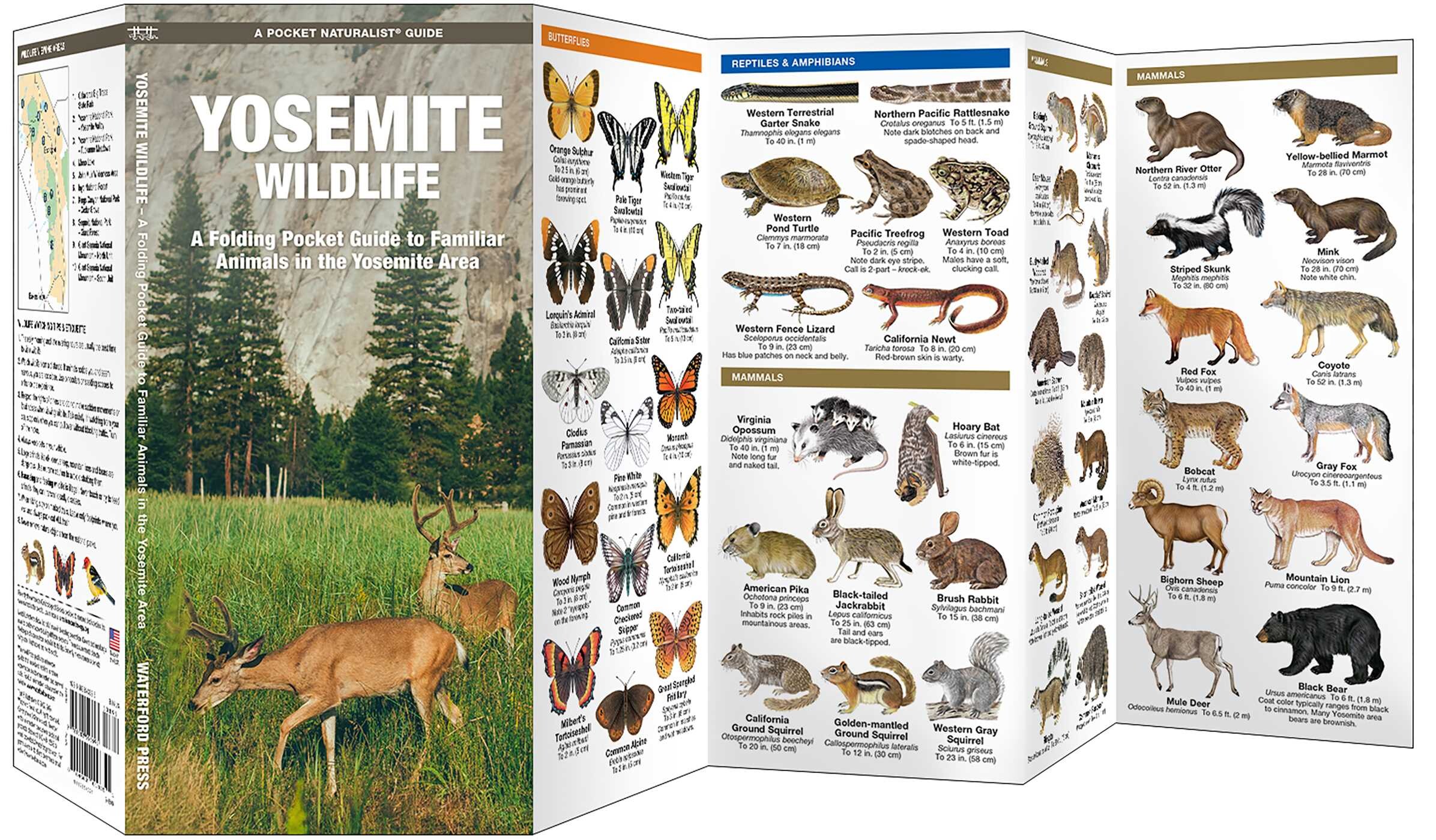 Yosemite Wildlife - Book Summary & Video | Official Publisher Page ...
